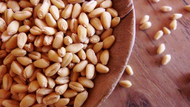 Ancient Grains: Wheat Berries - Pilkan | Ramona Farms